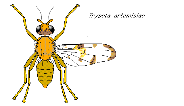 Pest fruit flies of the world - Trypeta artemisiae (Fabricius)